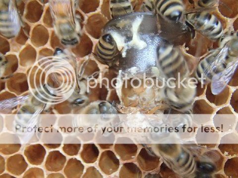 Stacked Mating Nucs | Beesource Beekeeping Forums